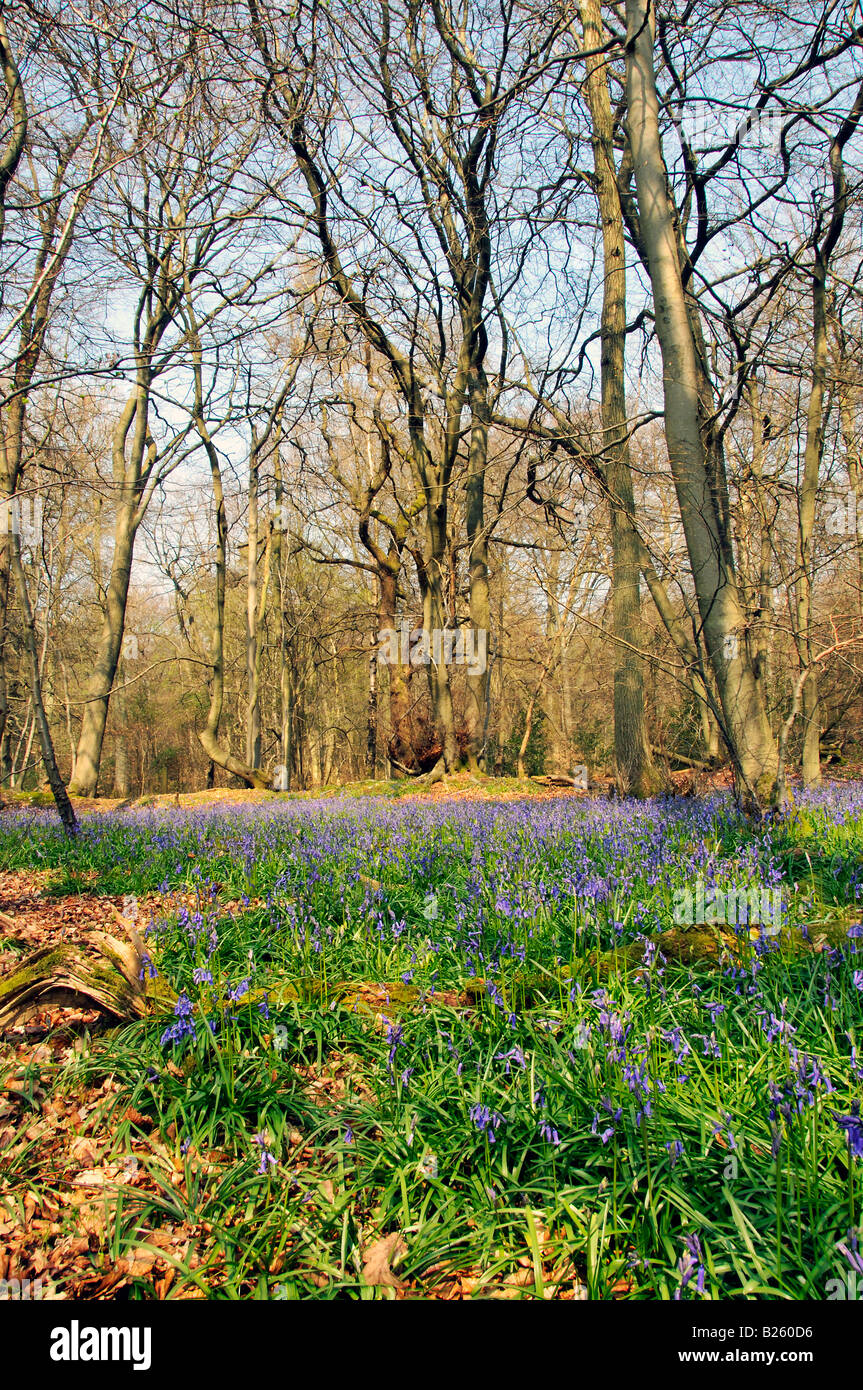 Spring bluebells 2 of 2 woodland hi-res stock photography and images ...
