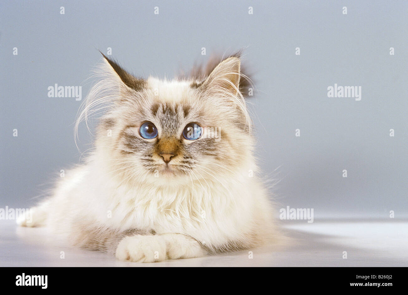 sacred cat of burma - portrait Stock Photo - Alamy