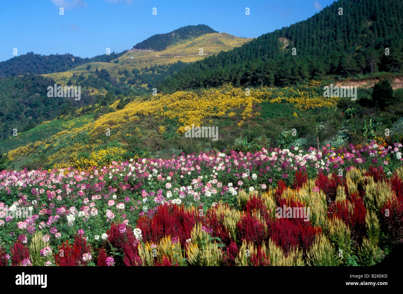 Surin national park hi-res stock photography and images - Alamy