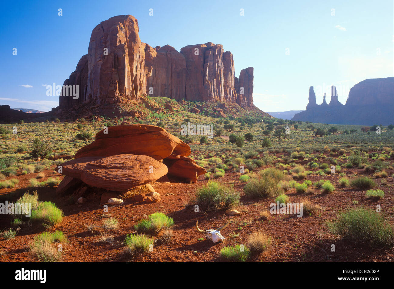 cow skull in Monument Valley Tribal Park Navajo Indian Reservation ...