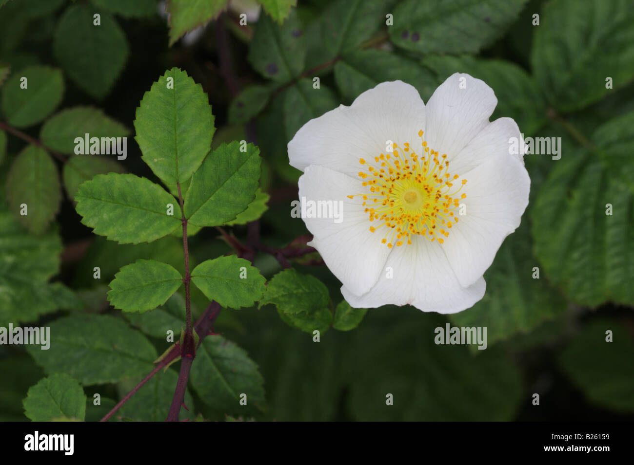 Field Rose - Rosa arvensis Stock Photo - Alamy