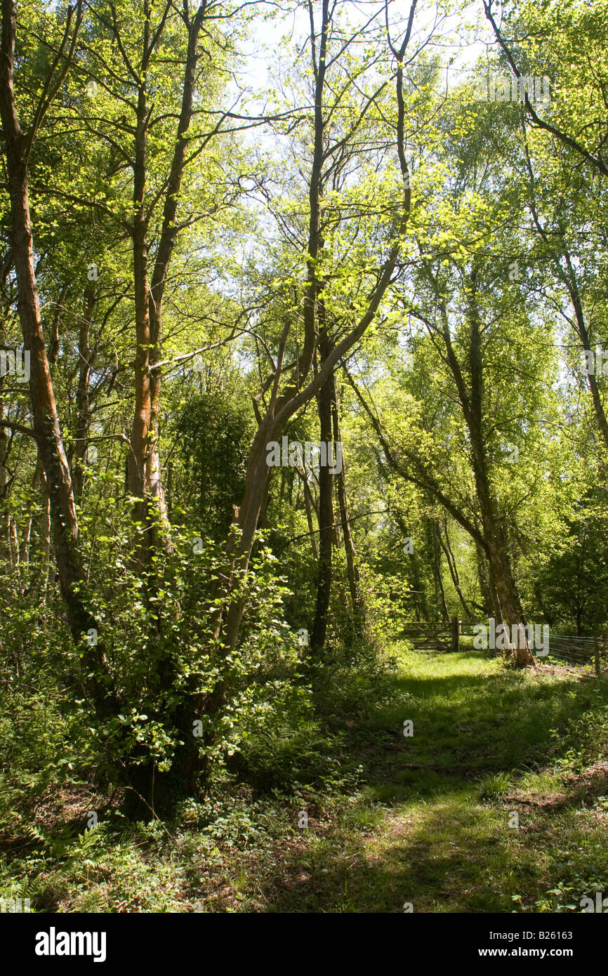 Catcott hi-res stock photography and images - Alamy