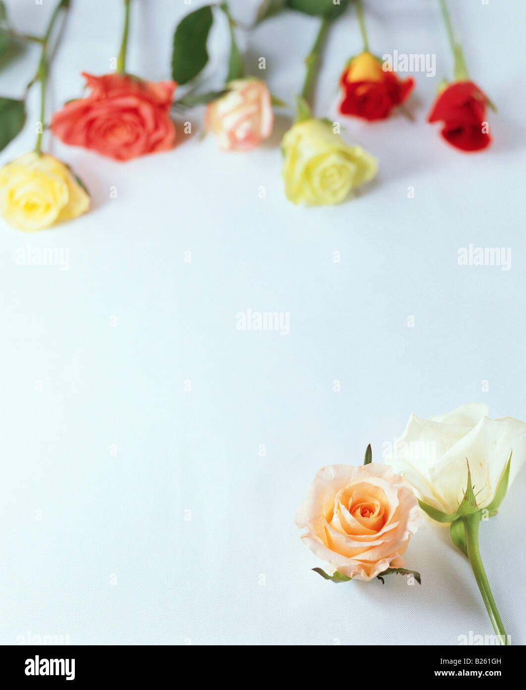 Selection of roses Stock Photo - Alamy