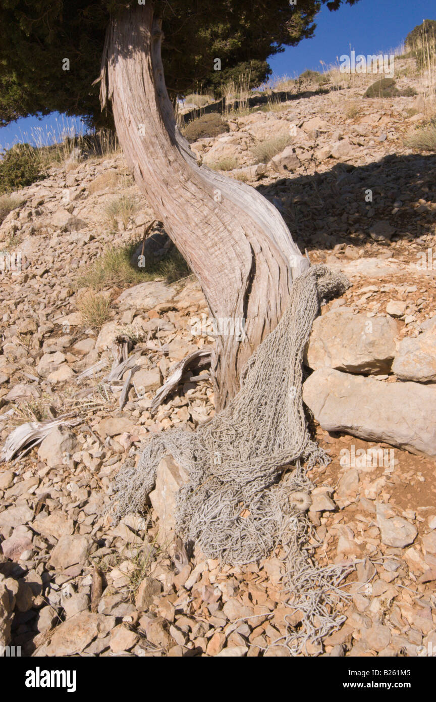 Gnarled tree-trunk in the Lebanese mountains Stock Photo - Alamy