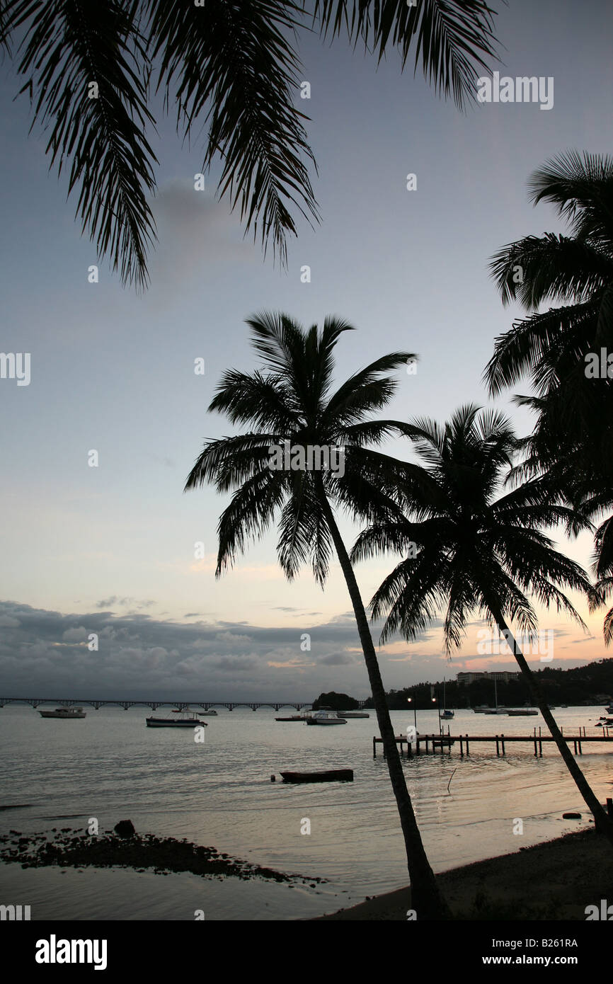 Palm Trees on the seashore at sunset in Santa Barbara de Samana on the ...