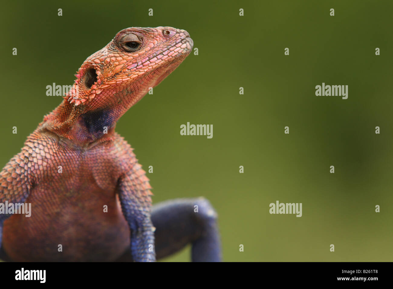 agama lizard looking right , close up Stock Photo - Alamy
