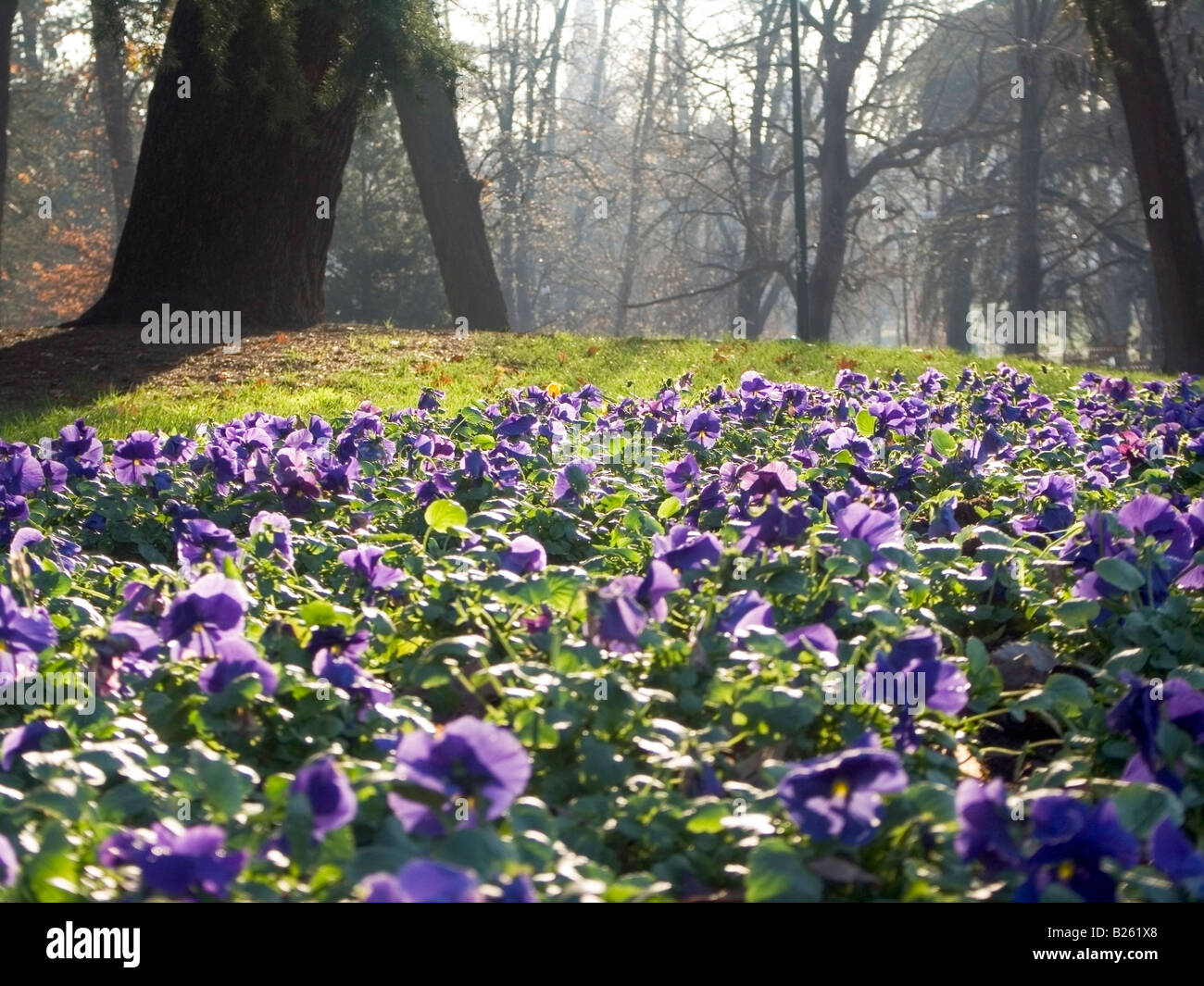 suggestive ground view of flowers in Parco Sempione Milan Lombardy ...
