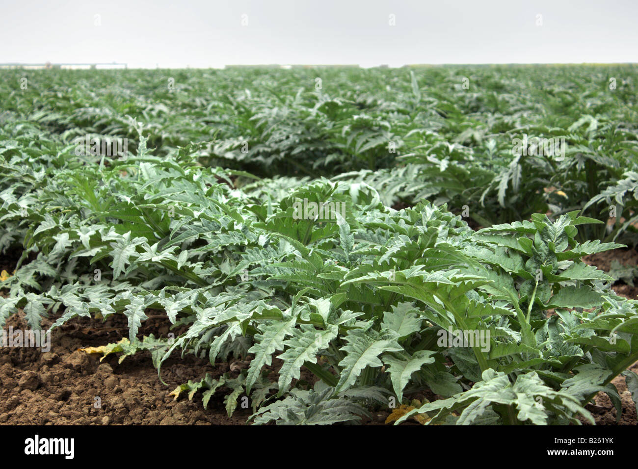 Turnip field hi-res stock photography and images - Alamy