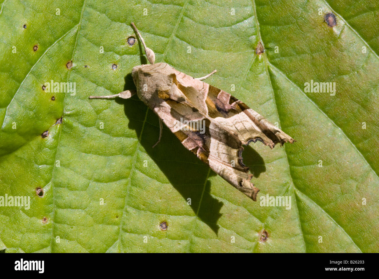 Angle Shades - Phlogophora meticulosa Stock Photo - Alamy