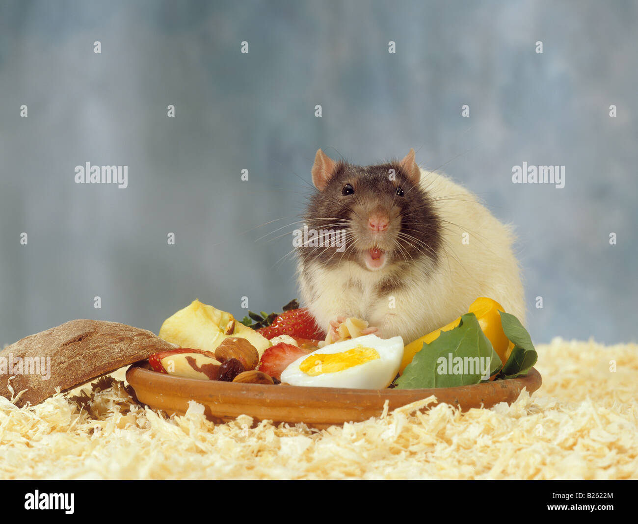 rat at feeding bowl / Rattus norvegicus Stock Photo - Alamy