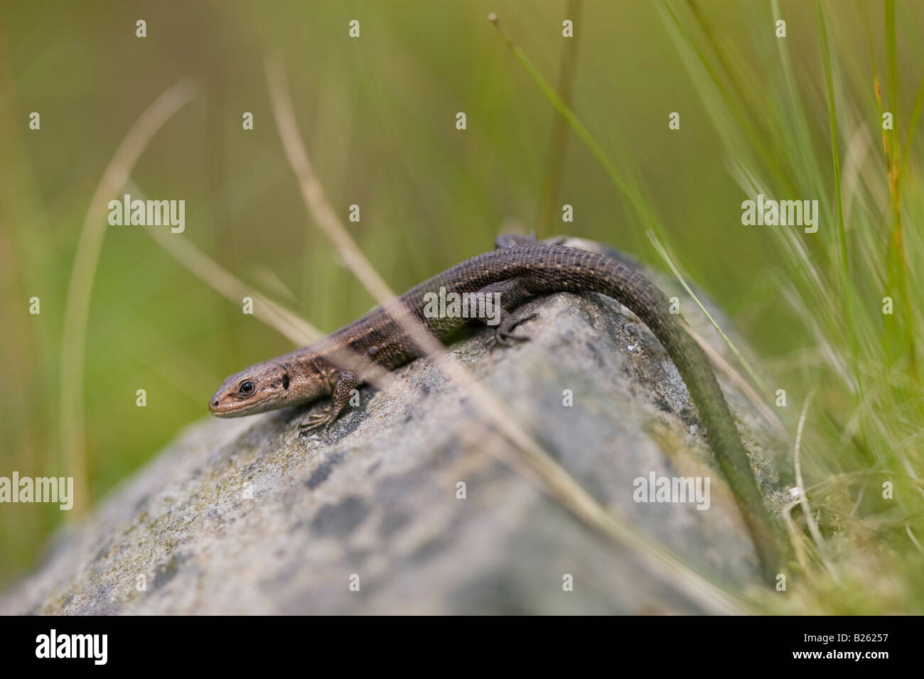 Vivipara hi-res stock photography and images - Alamy