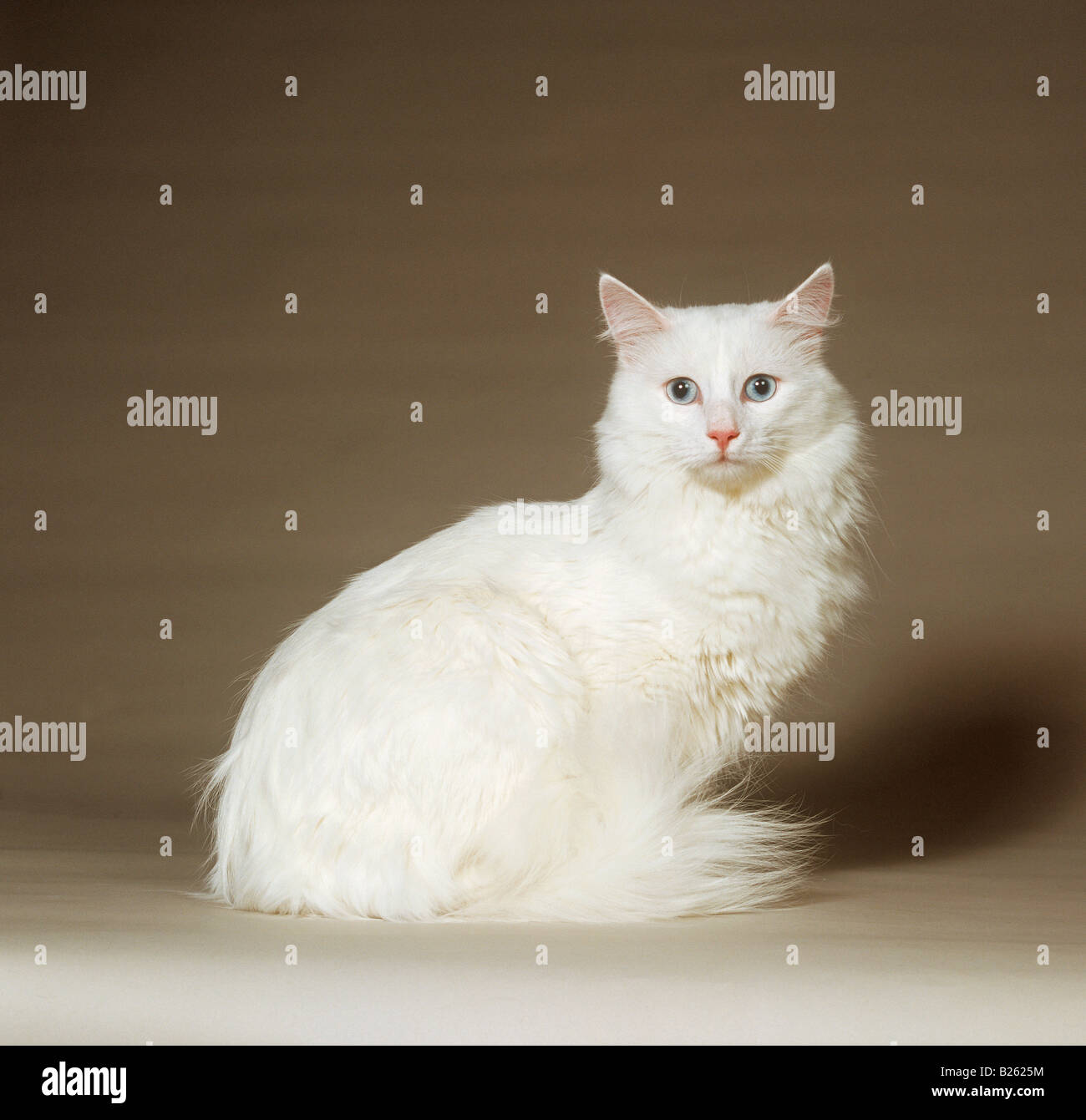 turkish angora cat - sitting Stock Photo - Alamy