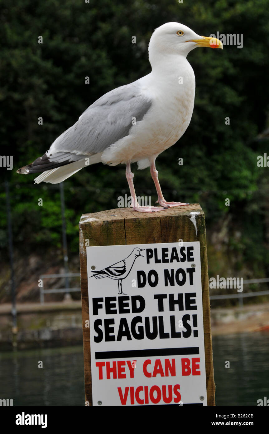 17/07/2008 Pic By Sean Hernon A seagull on a post in Looe harbour with ...