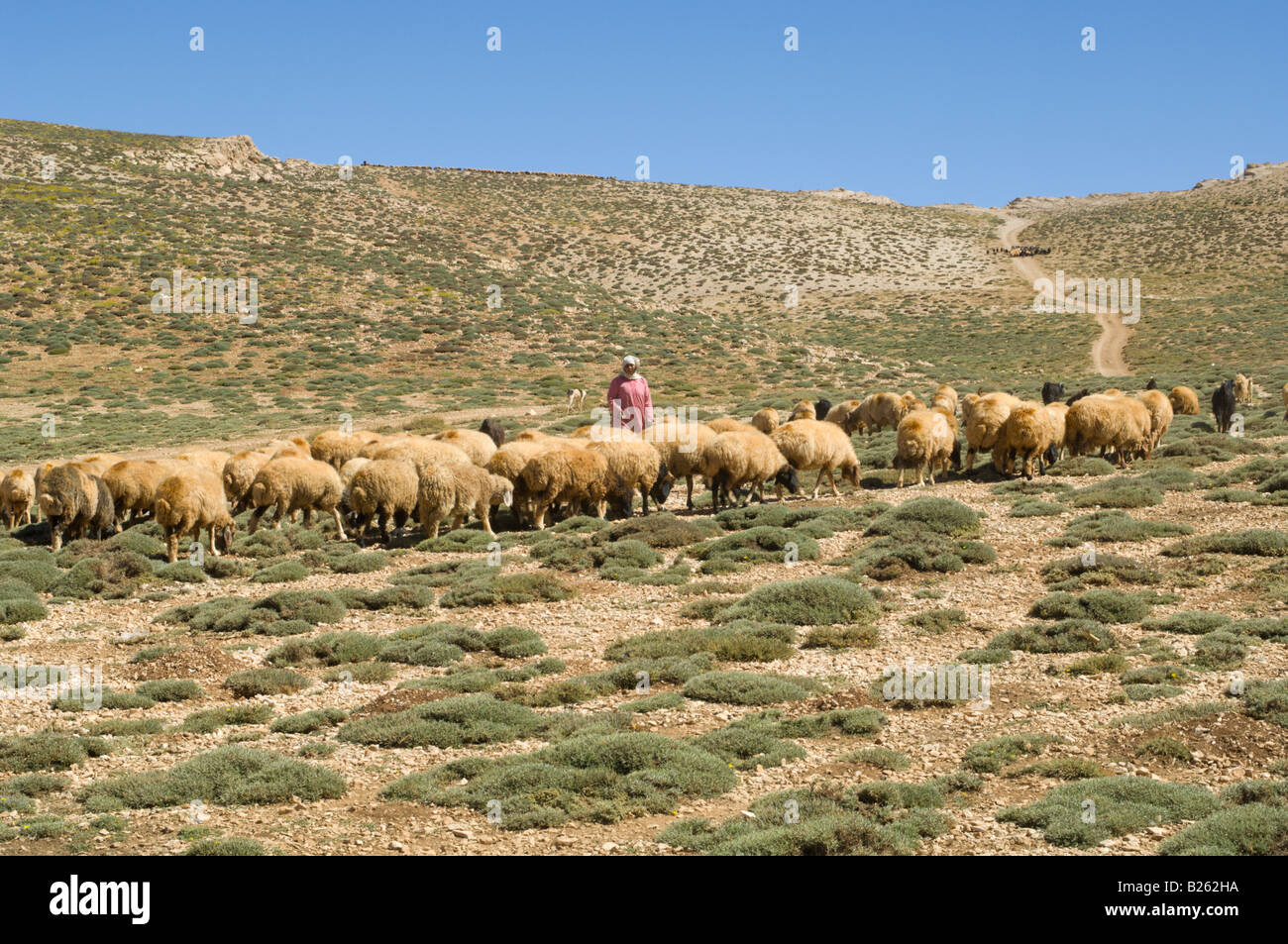 Bedouin herding sheep in the mountains of northern Lebanon Stock Photo ...