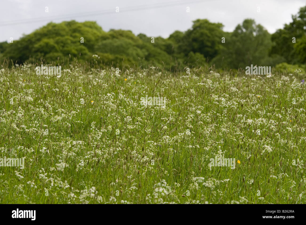 Pignut hi-res stock photography and images - Alamy