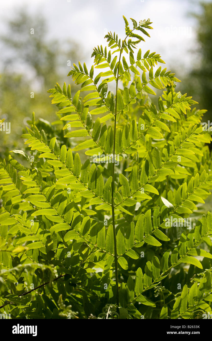 Royal Fern - Osmunda regalis Stock Photo - Alamy