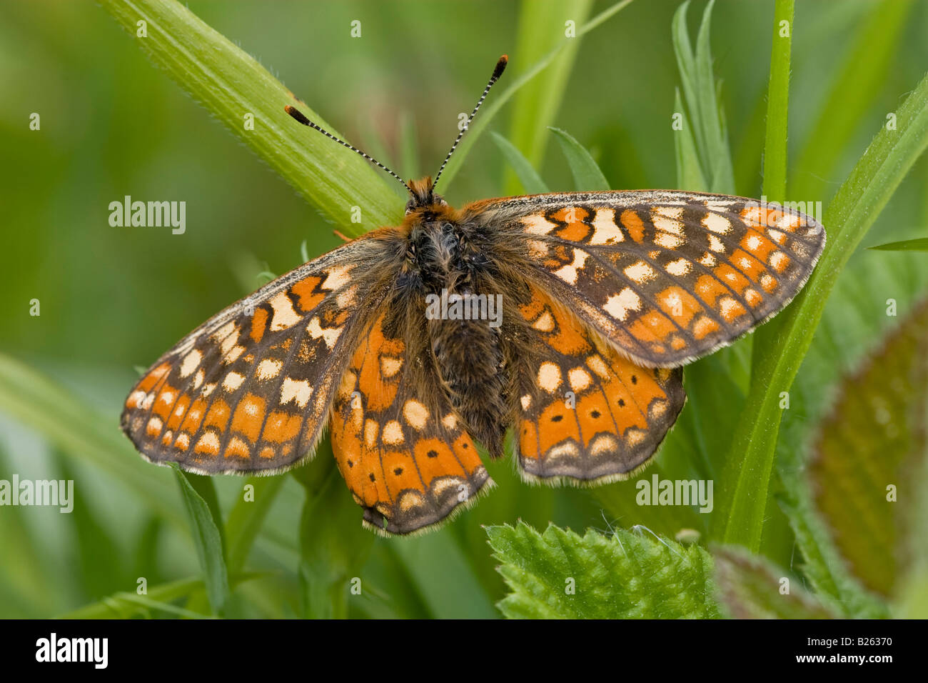 Marsh fritillaries hi-res stock photography and images - Alamy