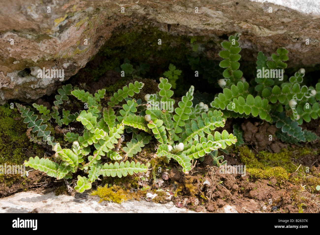 Rustyback hi-res stock photography and images - Alamy