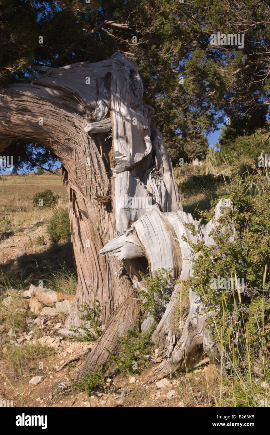 Gnarled tree-trunk in northern Lebanon Stock Photo - Alamy