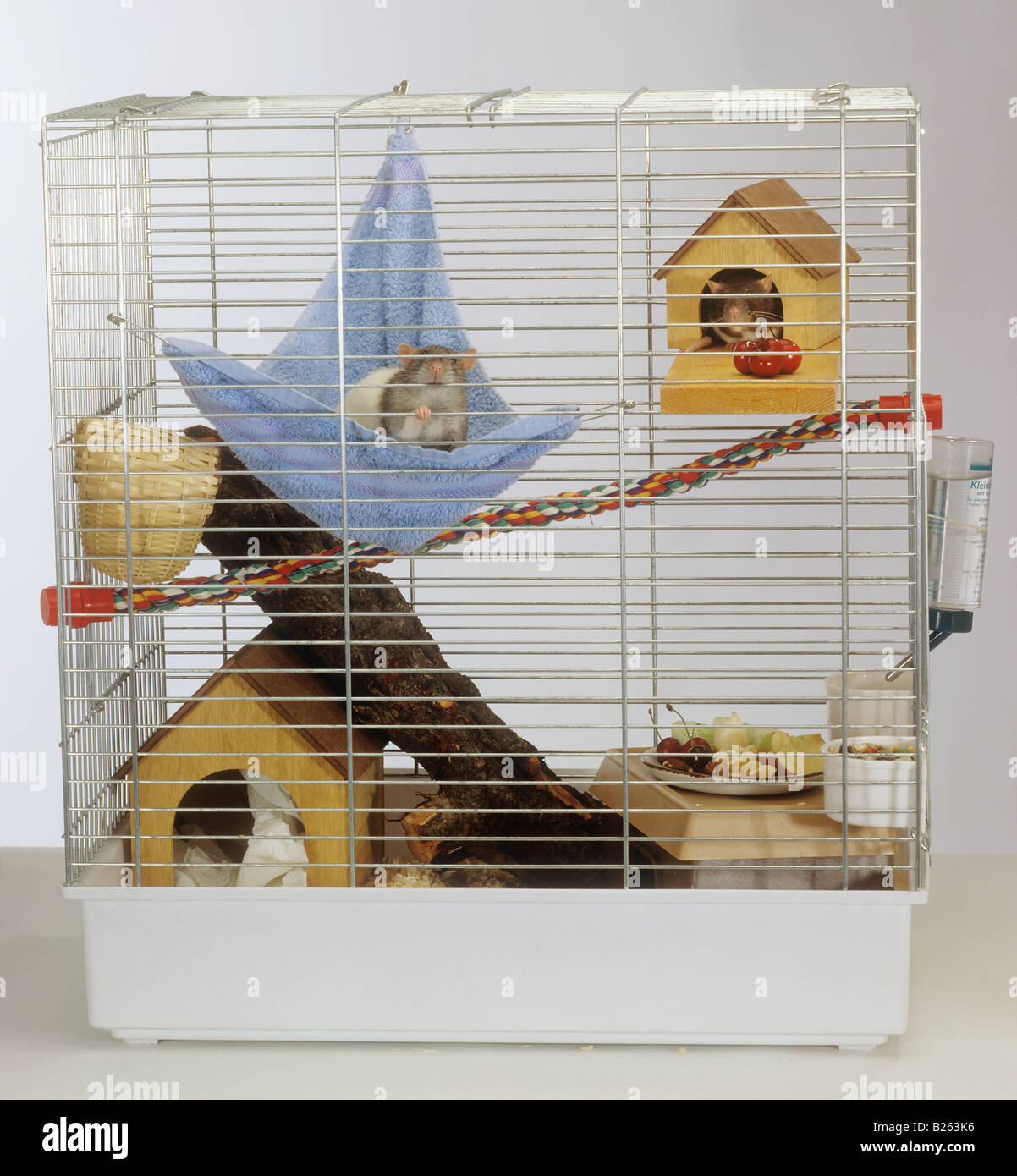 Domestic rats cage hi-res stock photography and images - Alamy