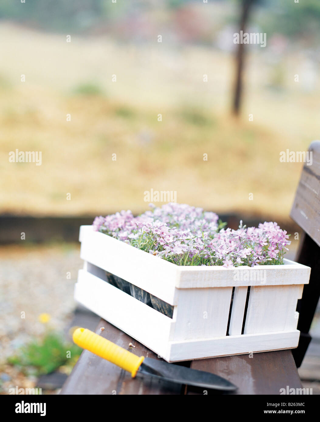 Flowers in a wooden box Stock Photo - Alamy