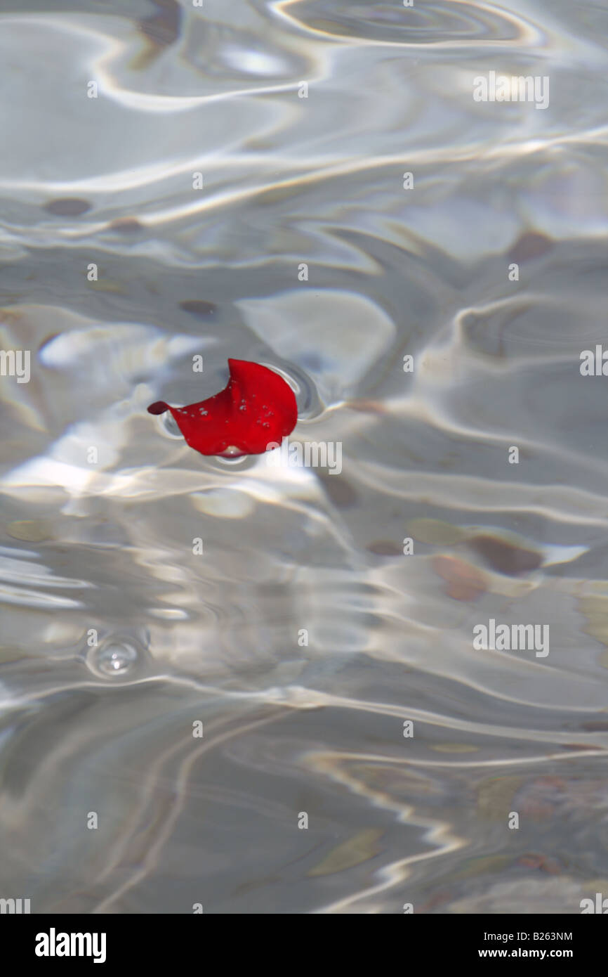one red rose flower petal floating on water Stock Photo - Alamy