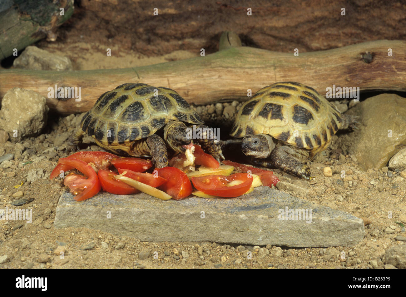 Russian Tortoise (Testudo horsfieldii). Two individuals eating tomatoes ...
