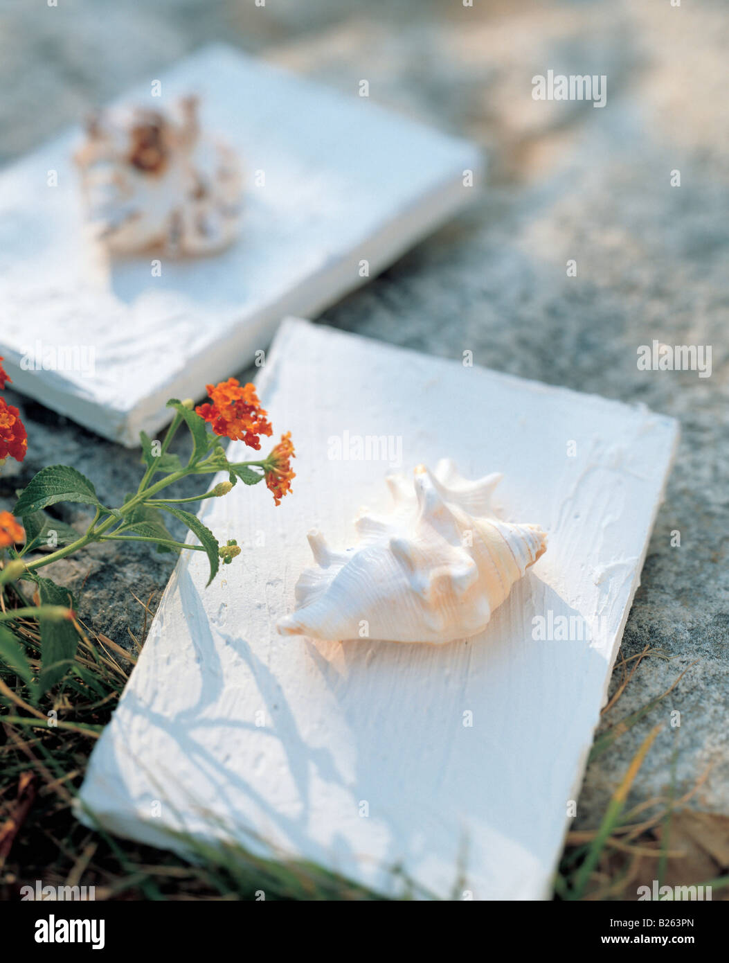 Shells and flowers on stone Stock Photo - Alamy