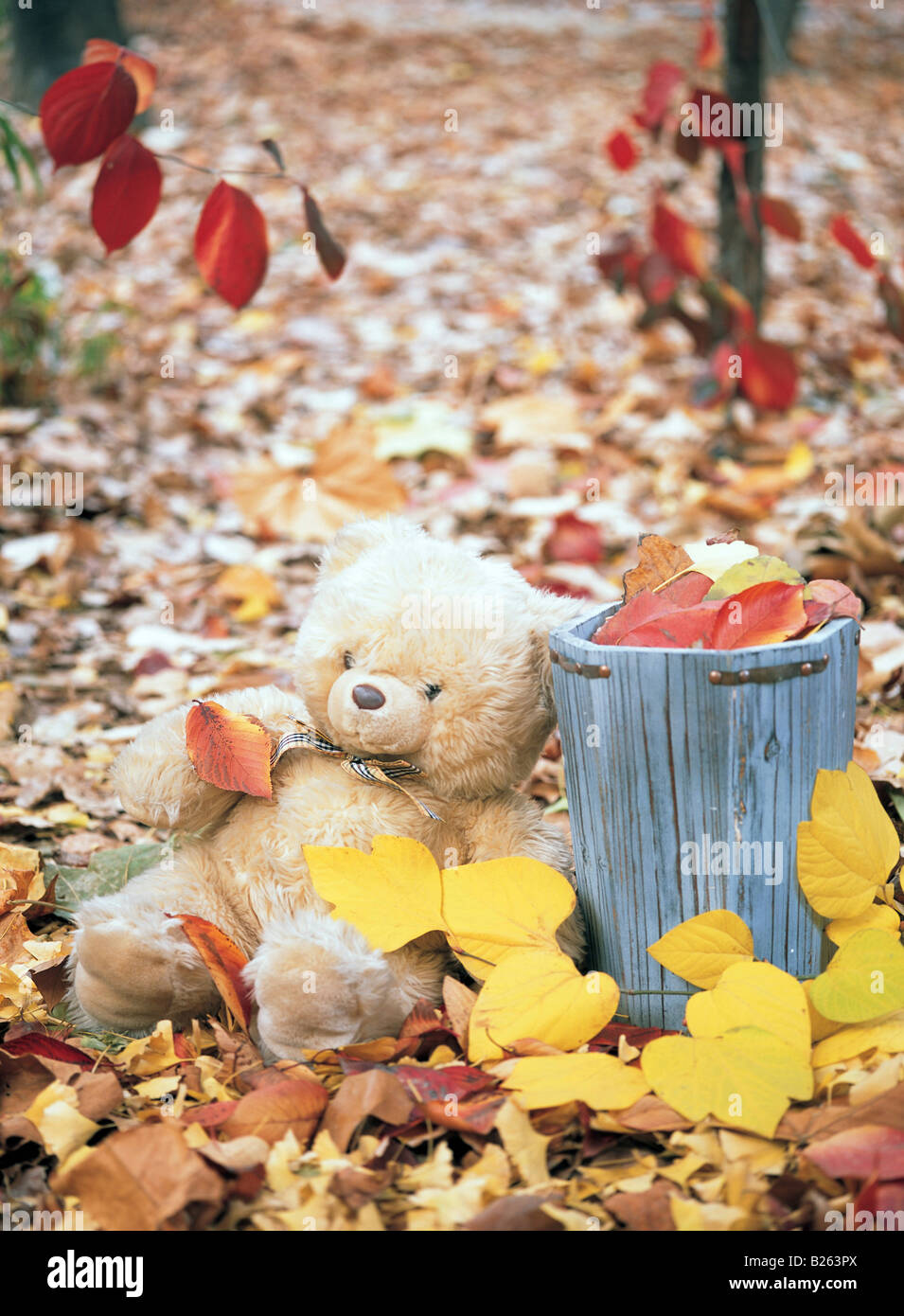 Fallen leaves and teddy bear Stock Photo - Alamy