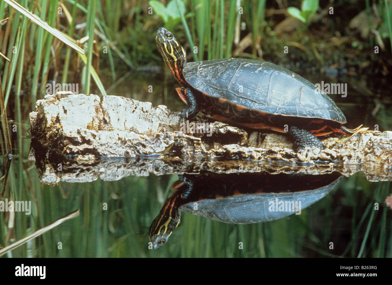 Adult red eared slider hi-res stock photography and images - Alamy