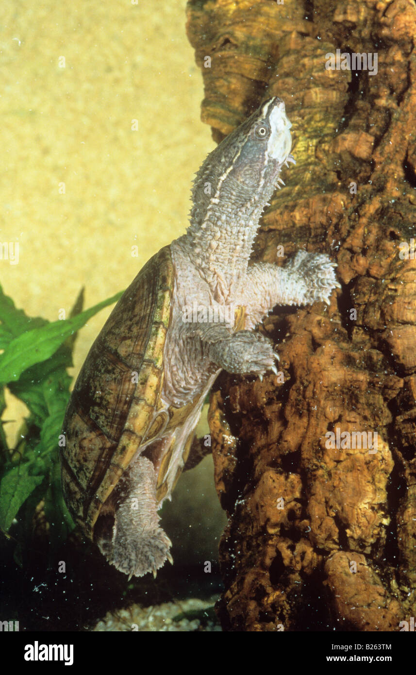 common musk Tortoise - breathing / Sternotherus odoratus Stock Photo ...