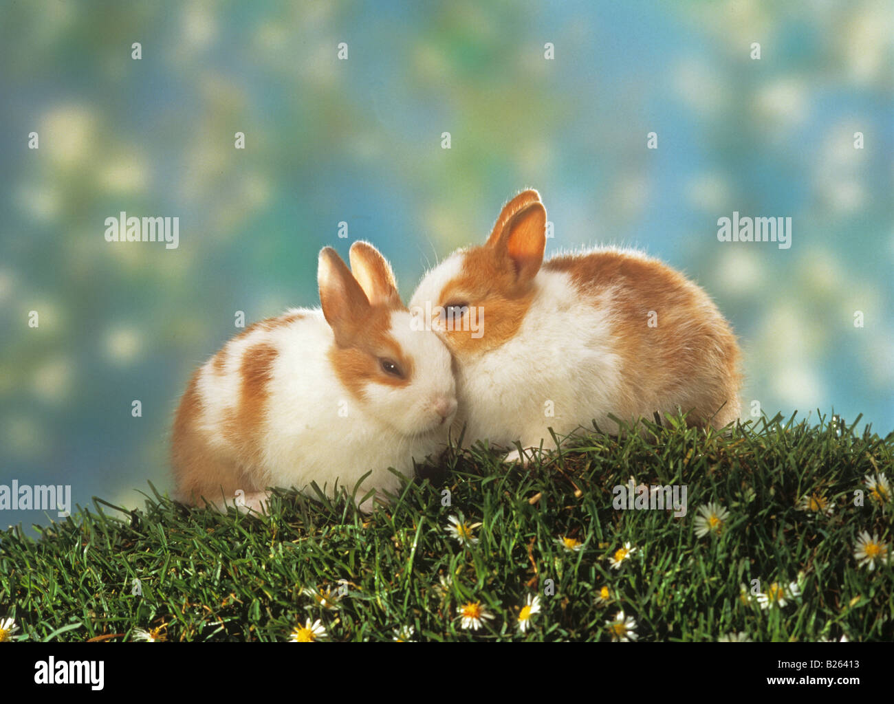 Two Rabbits Cuddling High Resolution Stock Photography and Images - Alamy