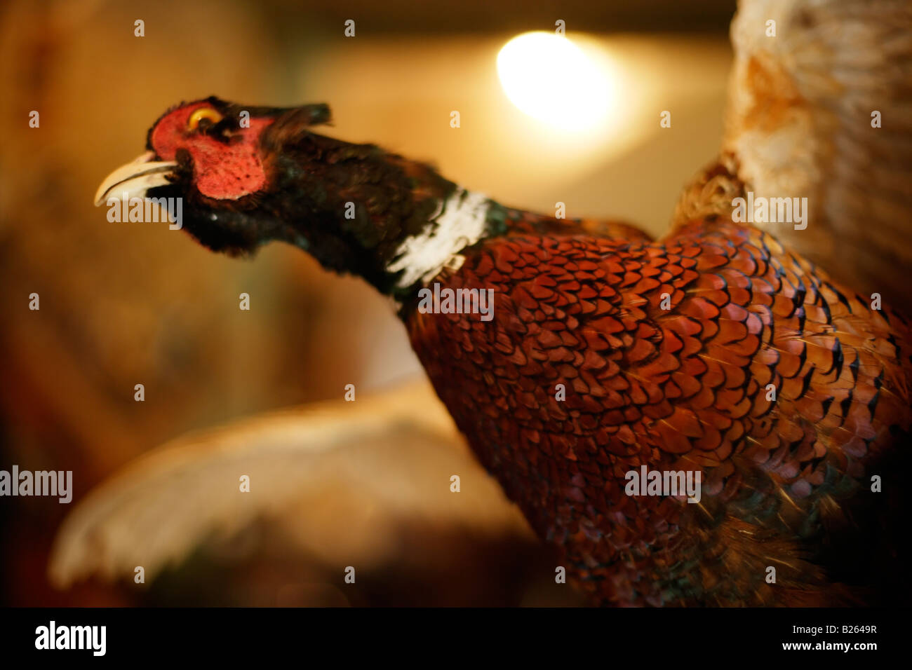 Variety of items for sale in a second hand shop in New Zealand Stuffed ...