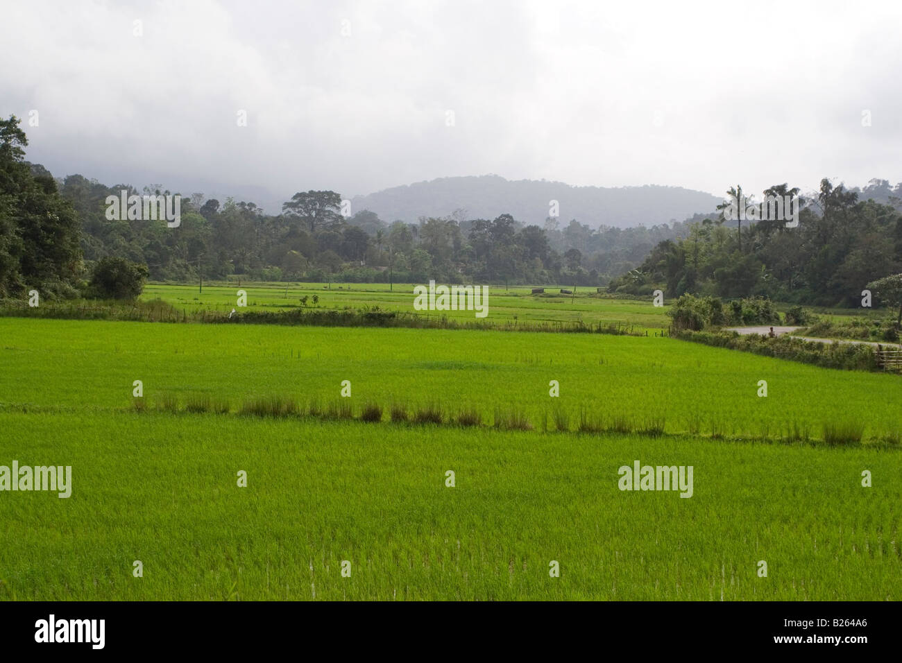Rice grows in a paddy field in the Coorg (Kodagu) District of Karnataka ...