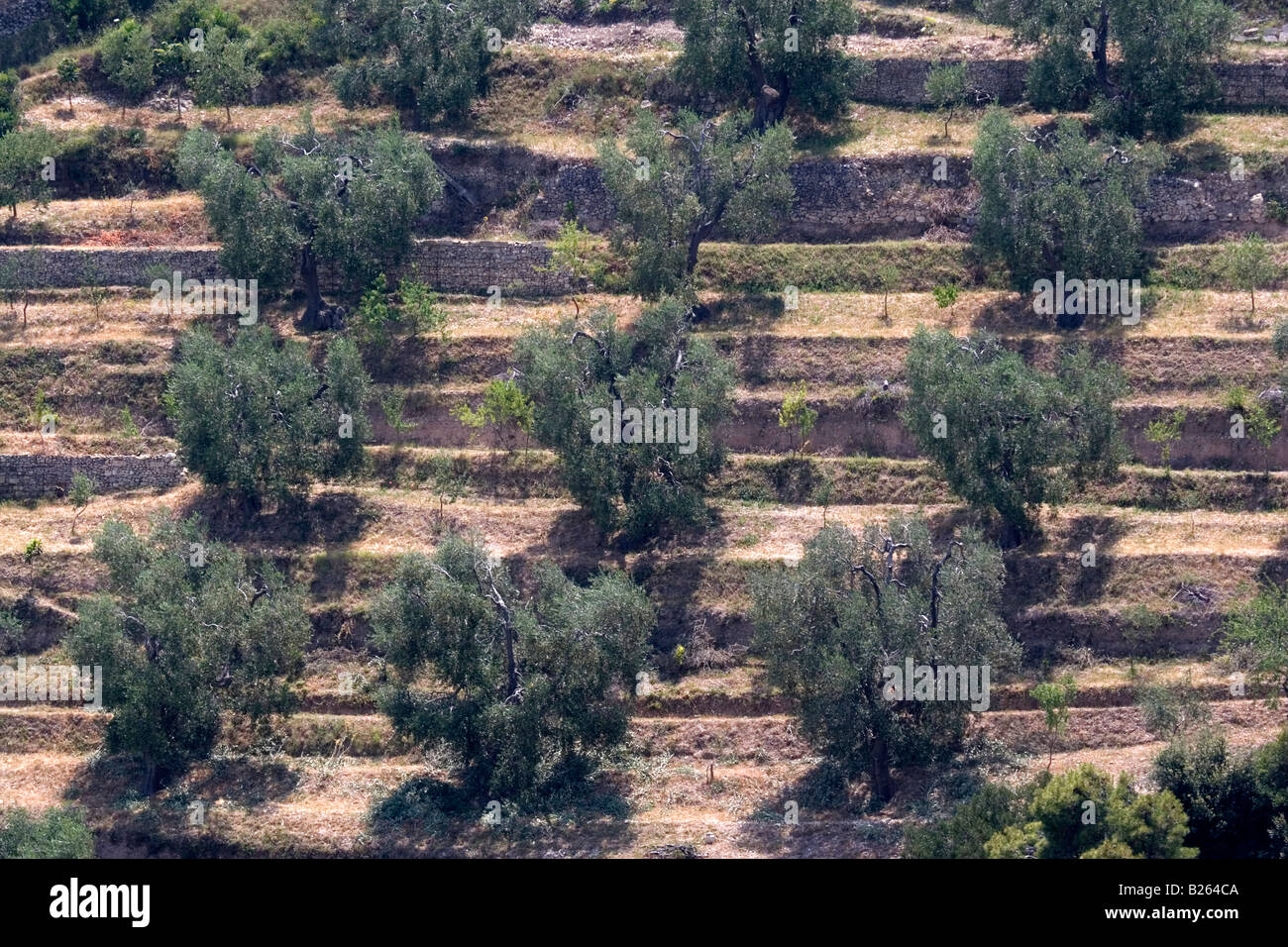 An olive grove in the rural Gargano area of Apulia, Italy Stock Photo ...
