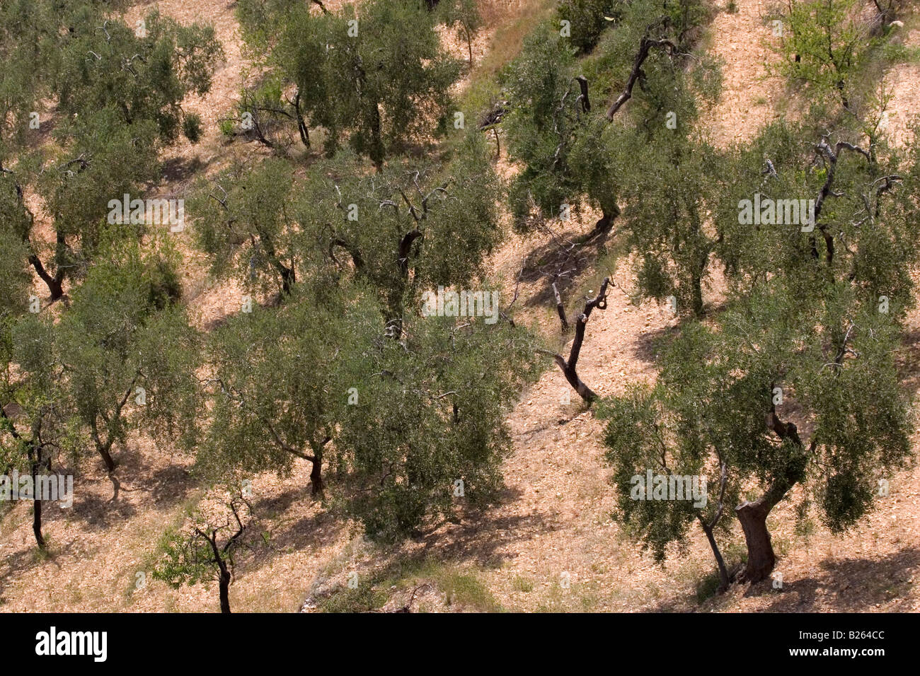 An olive grove in the rural Gargano area of Apulia, Italy Stock Photo ...