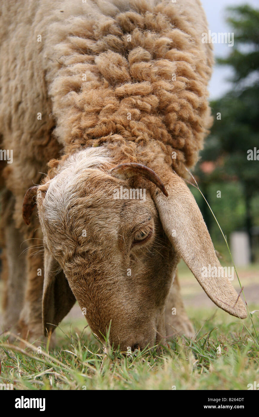 India Sheep Farm Stock Photos & India Sheep Farm Stock Images - Alamy