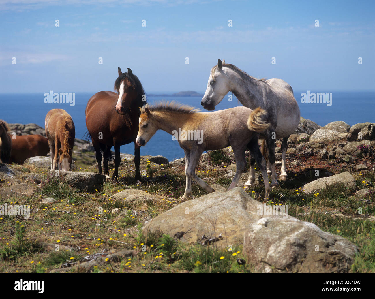 welsh mountain ponies - standing at the coast Stock Photo - Alamy