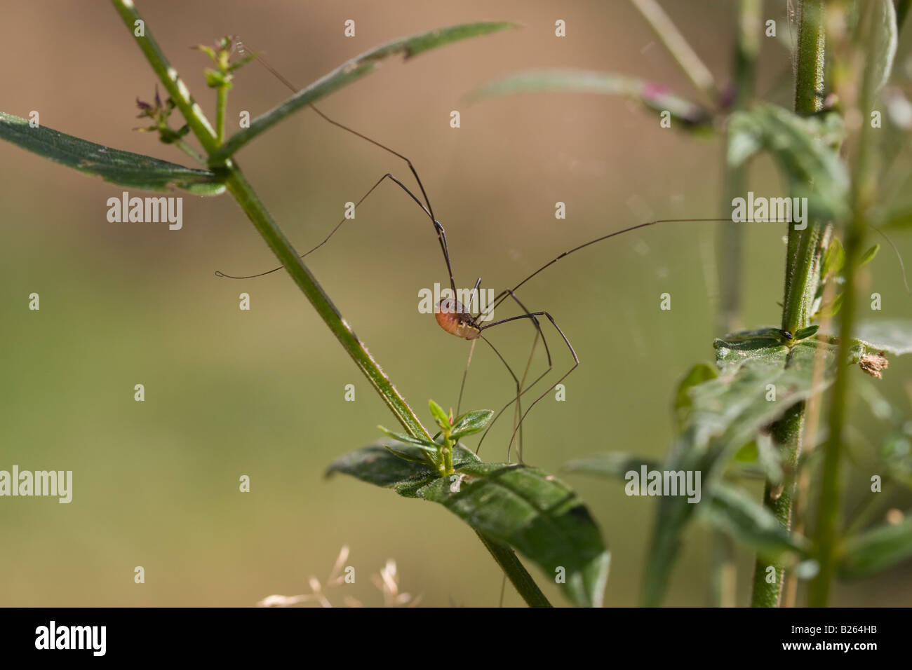 Harvestmen hi-res stock photography and images - Alamy