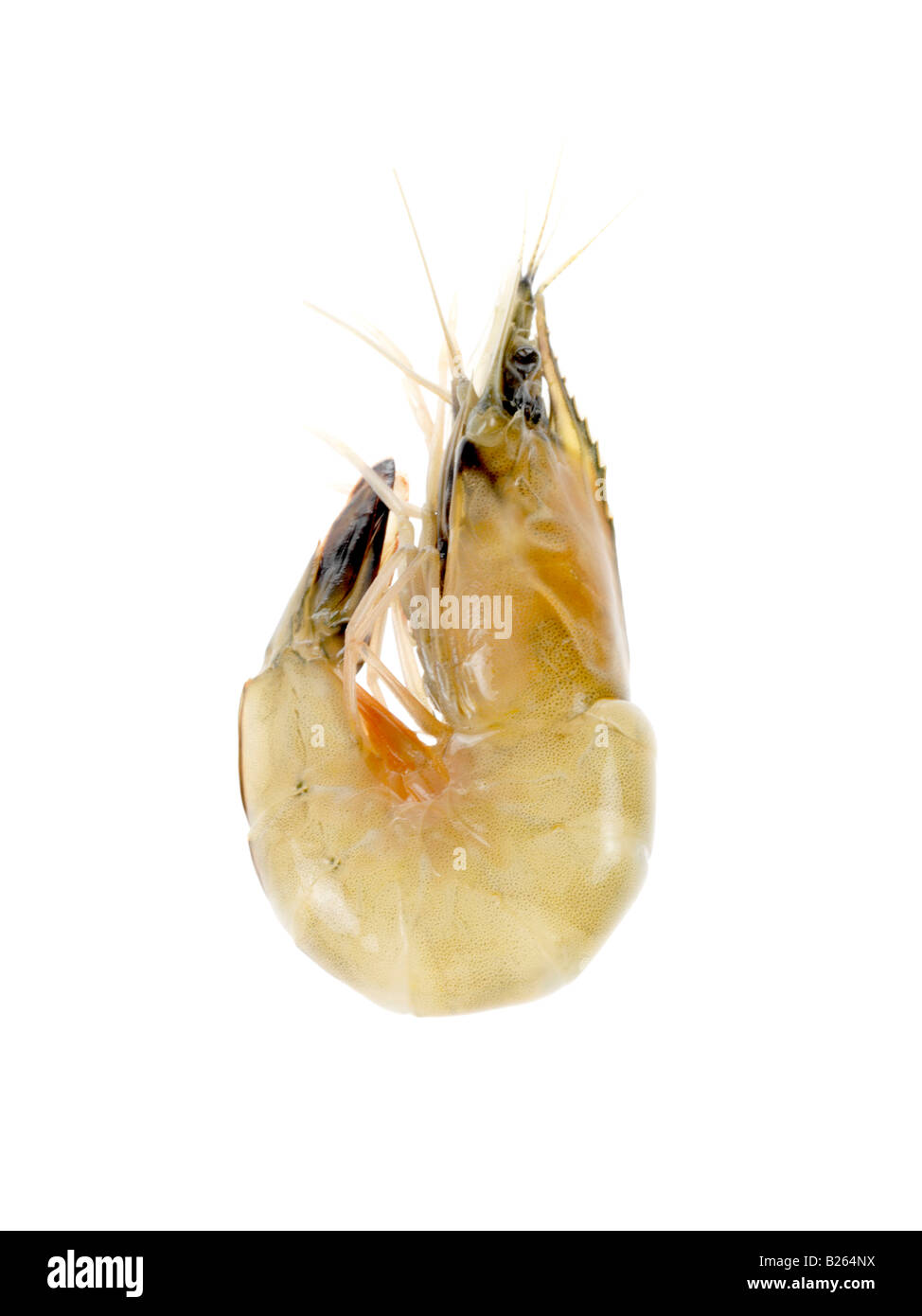 Red Sea King Prawns Stock Photo - Alamy