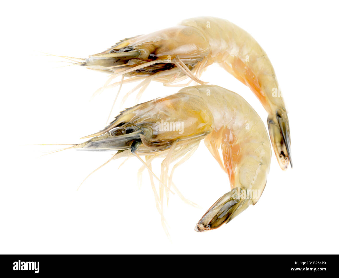 Red Sea King Prawns Stock Photo - Alamy