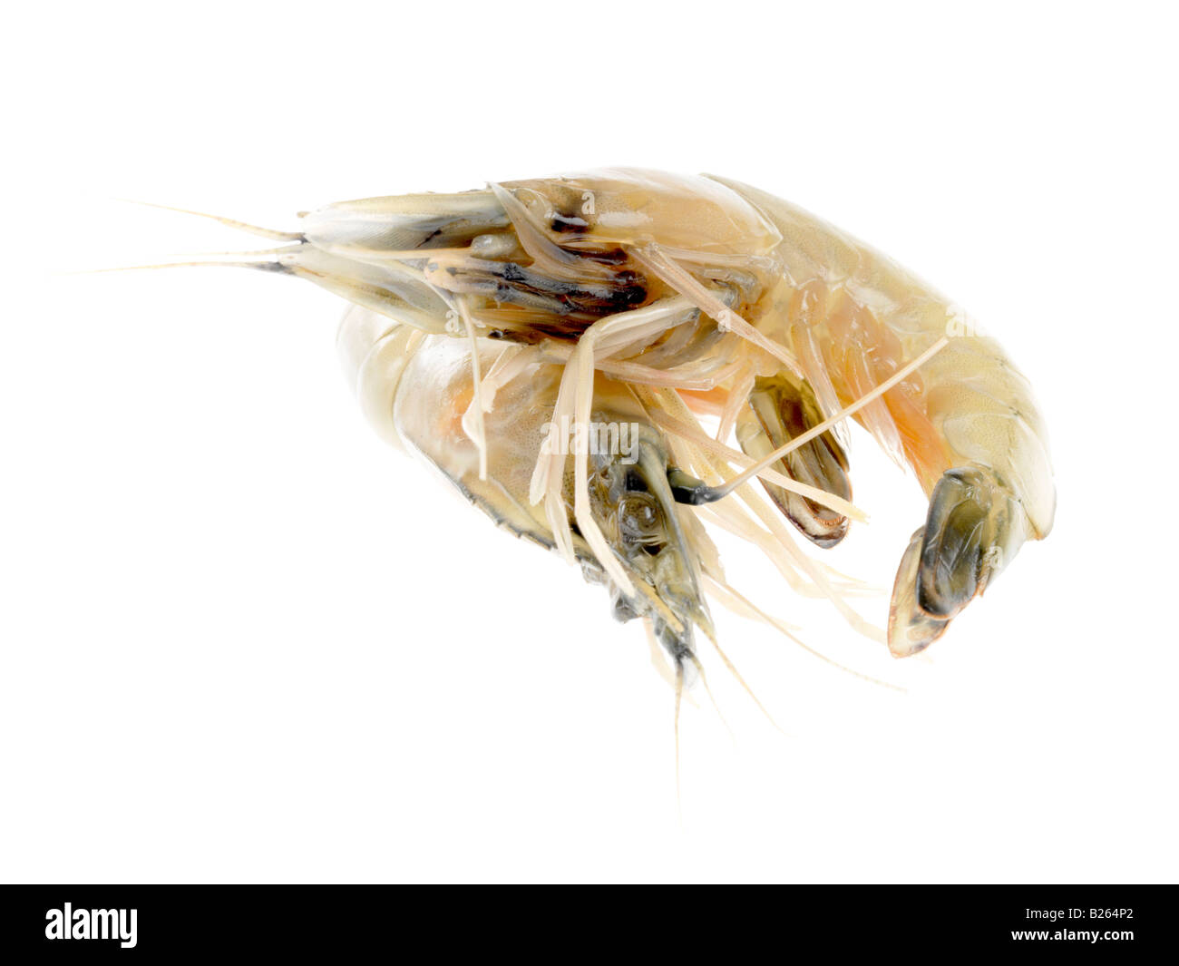 Red Sea King Prawns Stock Photo - Alamy