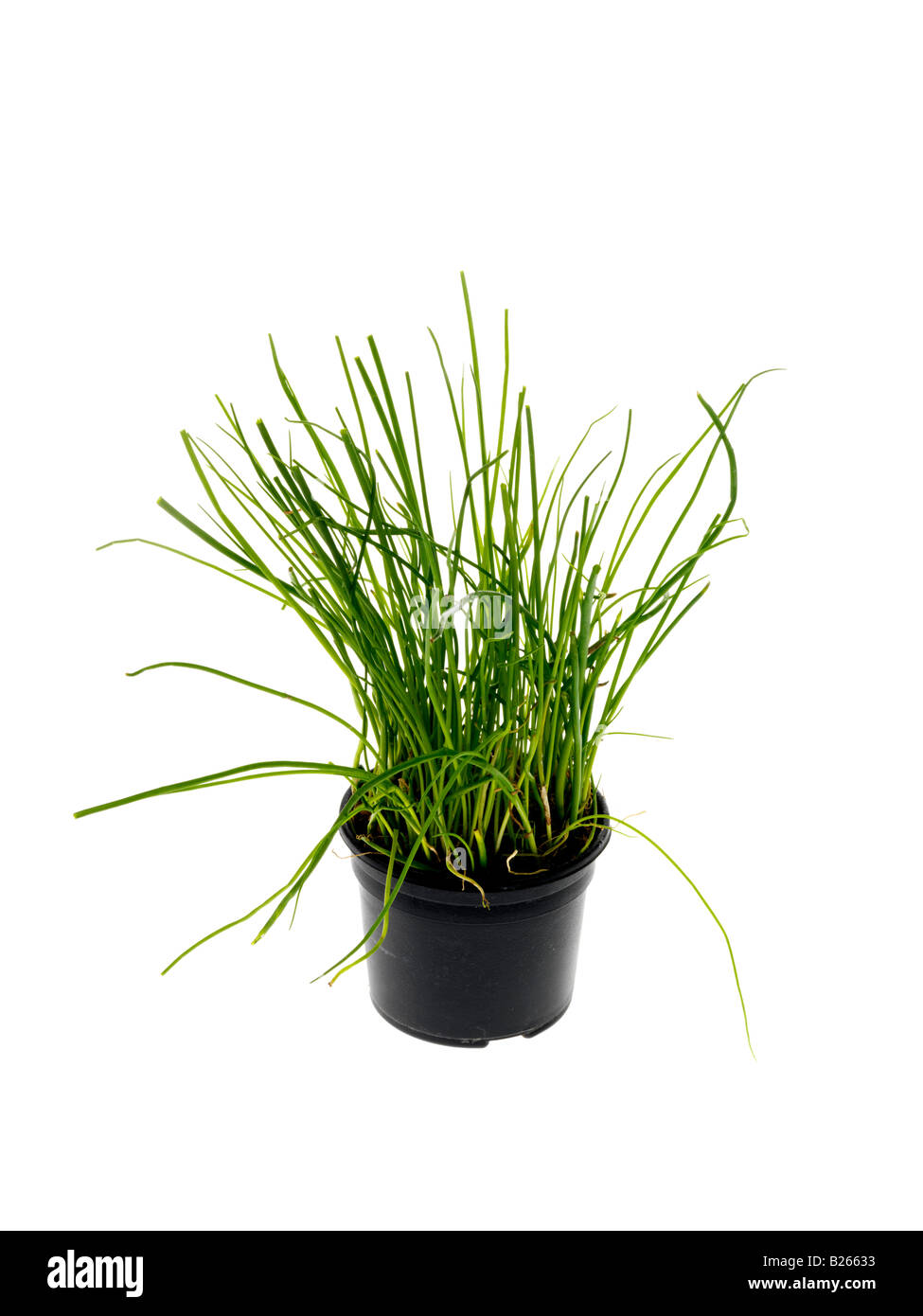 Chives pot Cut Out Stock Images & Pictures - Alamy