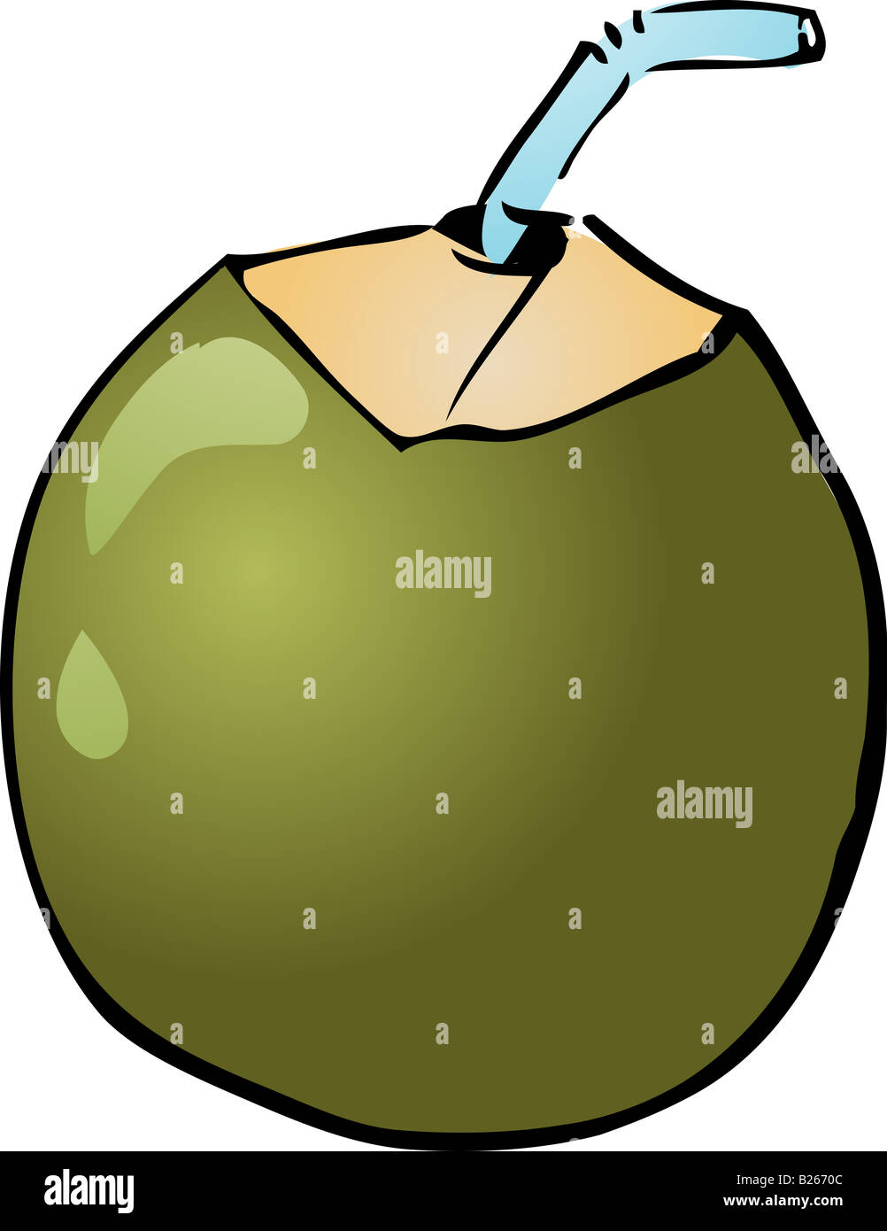 Sketch of an young green coconut Hand drawn lineart look illustration ...