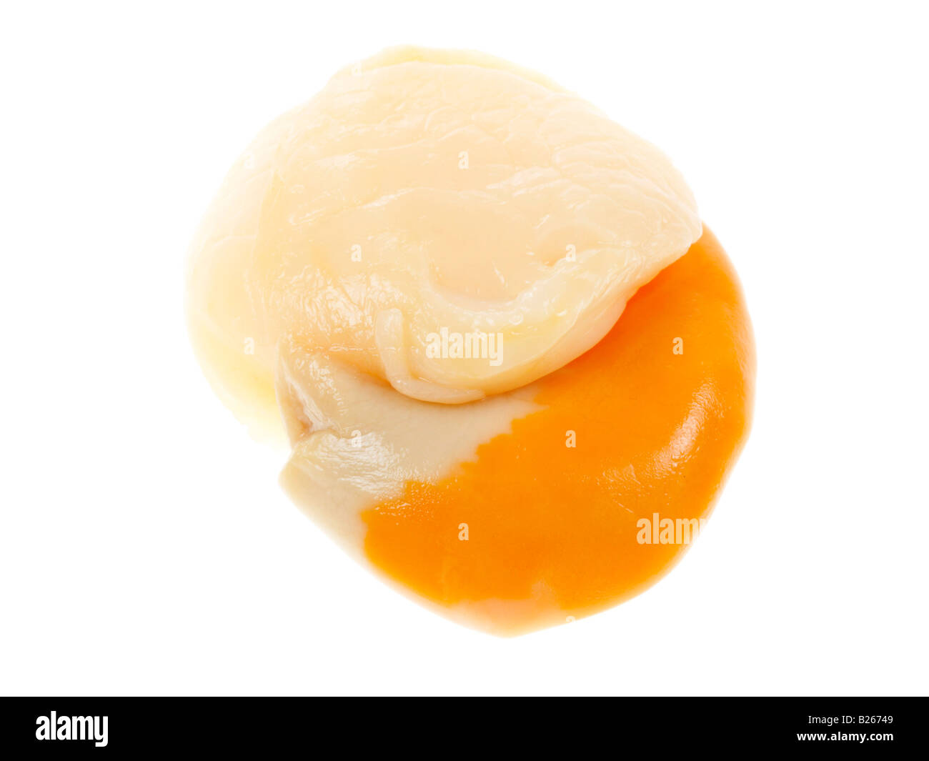 Fresh Sweet Uncooked Raw King Scallops Out OF Shell With No People ...