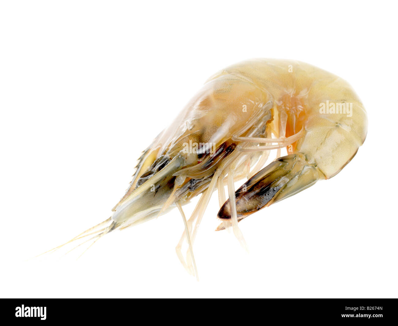 Red sea king prawns hi-res stock photography and images - Alamy