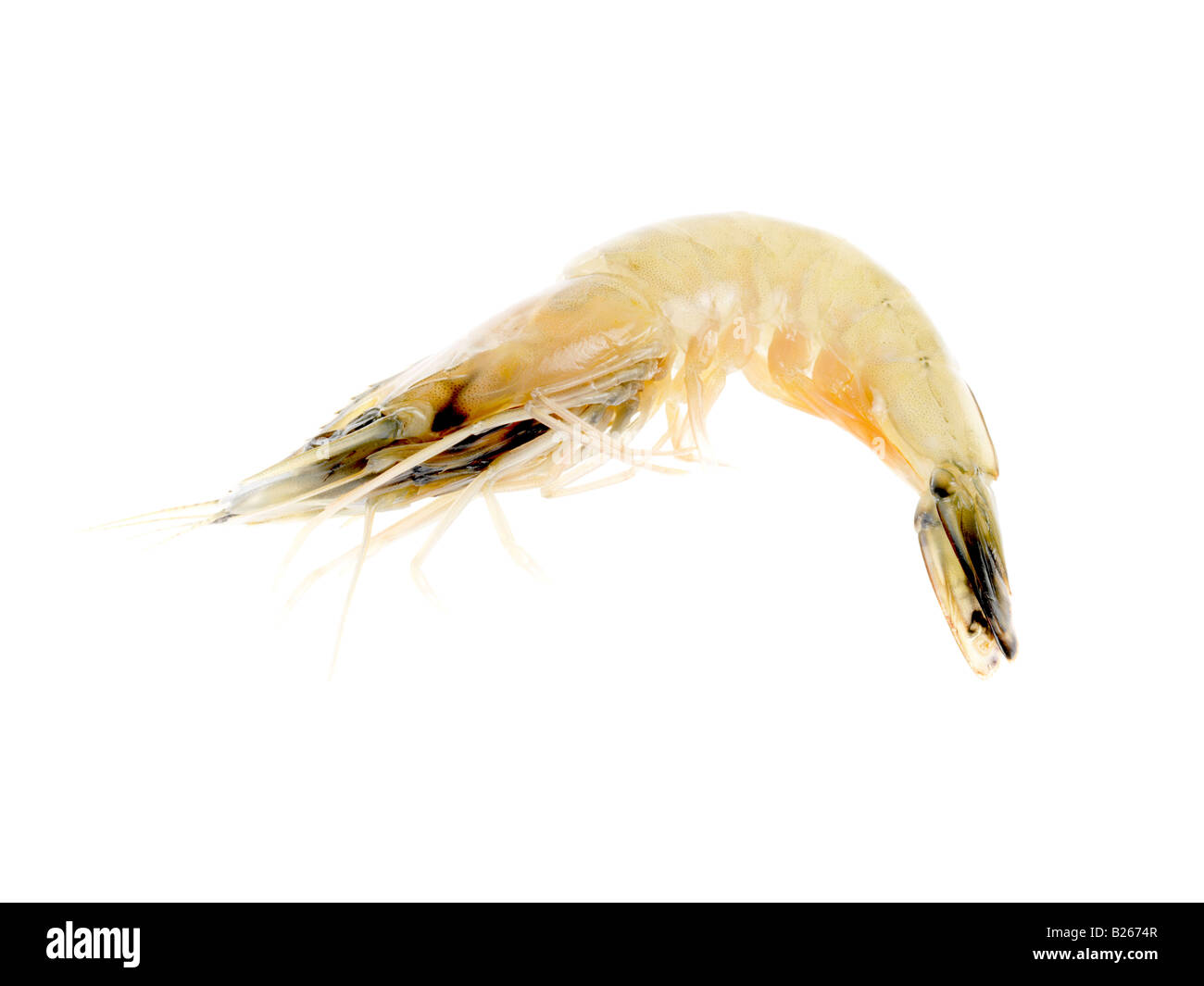 Raw prawns isolated on hi-res stock photography and images - Alamy