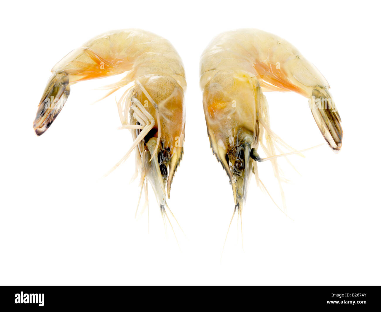 Fresh Raw Uncooked Red Sea King Prawns Isolated Against A White ...