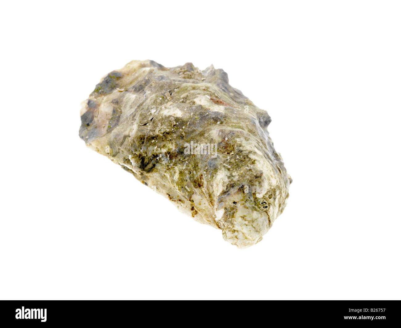 Oyster delicacy Cut Out Stock Images & Pictures - Alamy