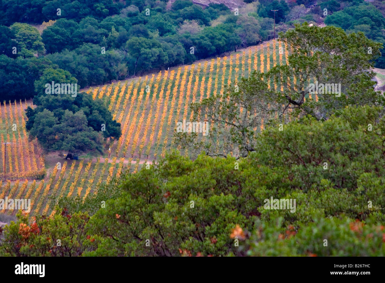 Napa valley california USA North America Stock Photo - Alamy